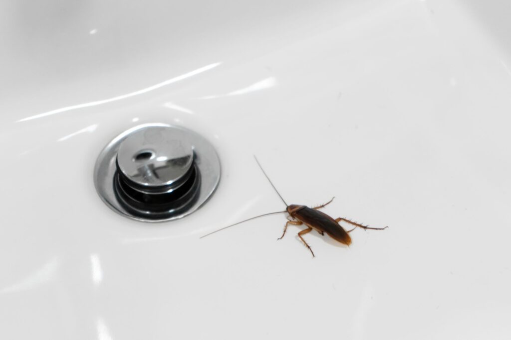 Help, There Are Bugs In My Drains! | Michael Runk Plumbing And Heating